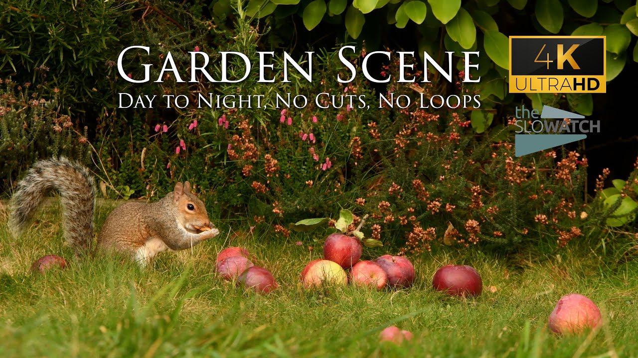 Squirrels Garden Scene in 4k - YouTube