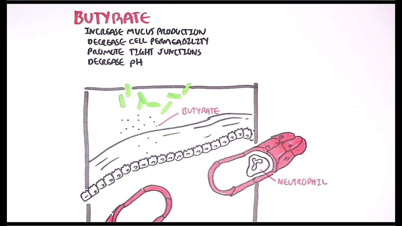 The Hungry Microbiome: What are the molecular effects of butyrate ...