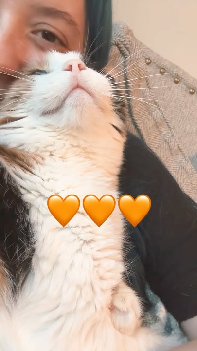 Mochi loves kisses 🧡 #mochithecalico #cat - YouTube