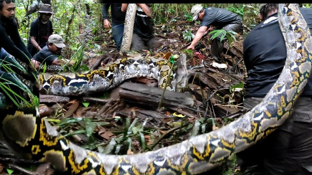 HEBOH PENEMUAN ULAR PITON RAKSASA PENGHUNI HUTAN SUNGAI KALIMANTAN ...