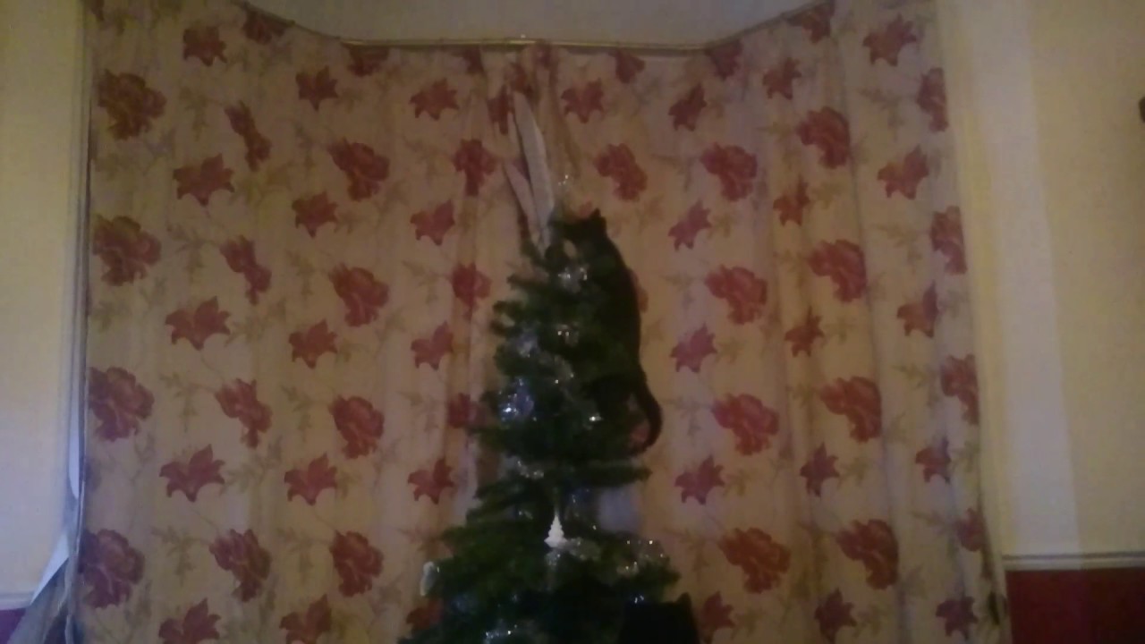 Cobweb Helping Take Down The Christmas Tree 🎄 - YouTube