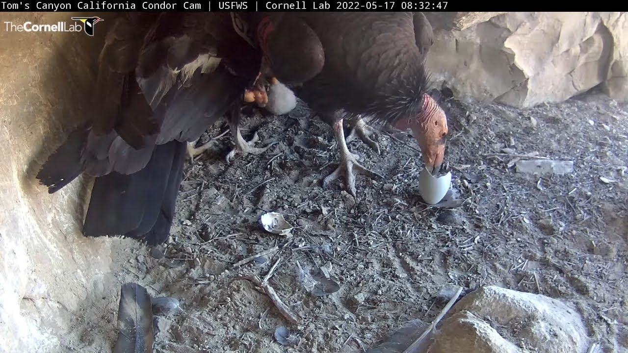 Male Condor Arrives To Take Over Duties In The Nesting Cave – May 17 ...
