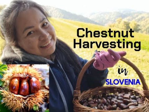 CHESTNUTS HARVESTING IN SLOVENIA - KASTANYAS- MAMULOT NANG KASTANYAS SA ...