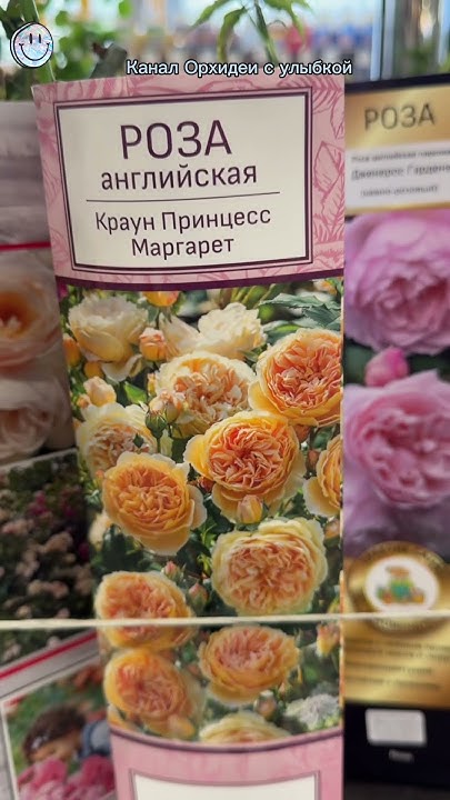 Не только орхидеи. Саженцы роз. Часть 2. #орхидеи #розы #цветы # ...
