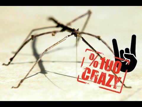палочник. funny walking stick dance - YouTube
