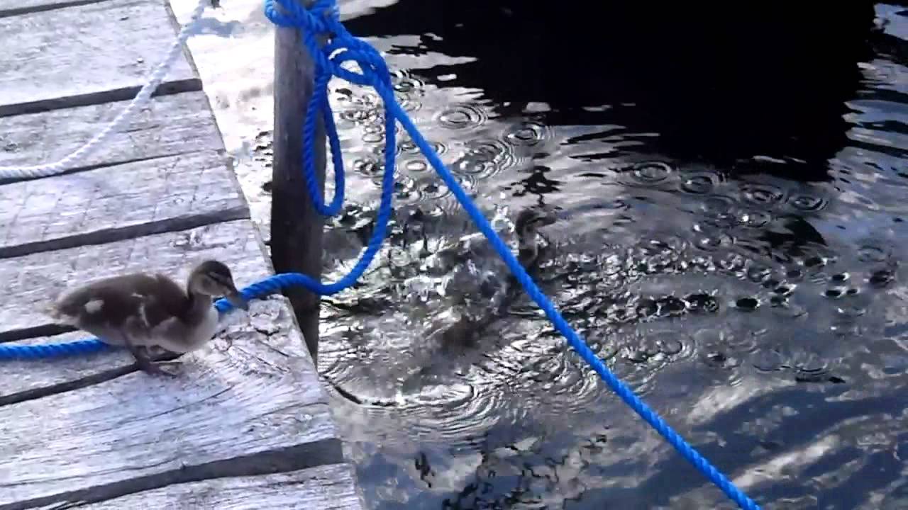 ducks jumping in the water - YouTube