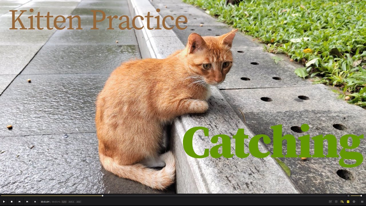 Kitten Practice Catching, Orange Cat, Cat in the Park, 4k - YouTube