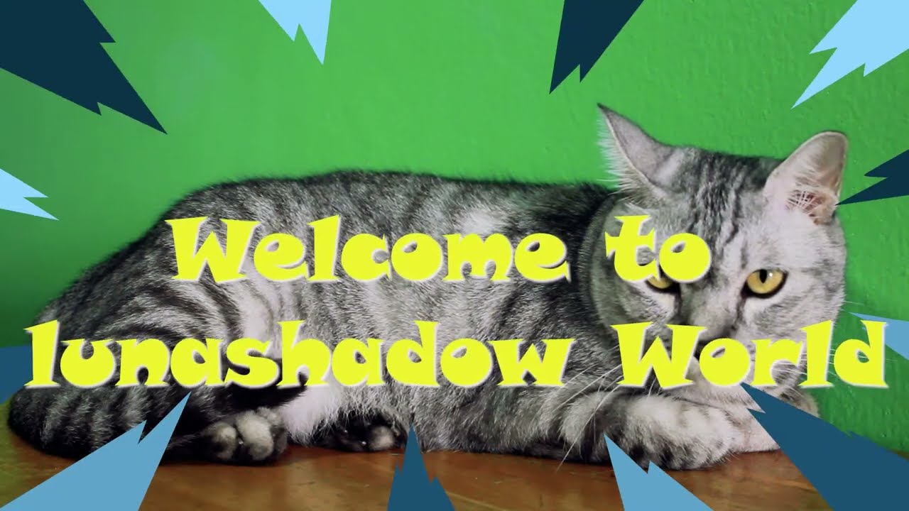 Relaxing Cat Video / Shadow - YouTube