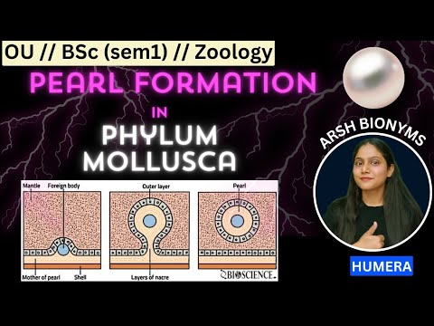pearl formation in mollusca🦪 | BSc ZOOLOGY | Osmania University | sem 1 ...
