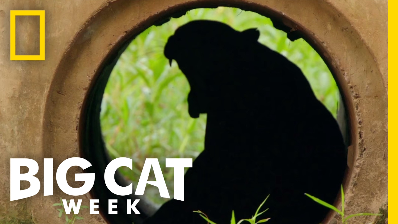 The Challenges Big Cats Face | Big Cat Week - YouTube