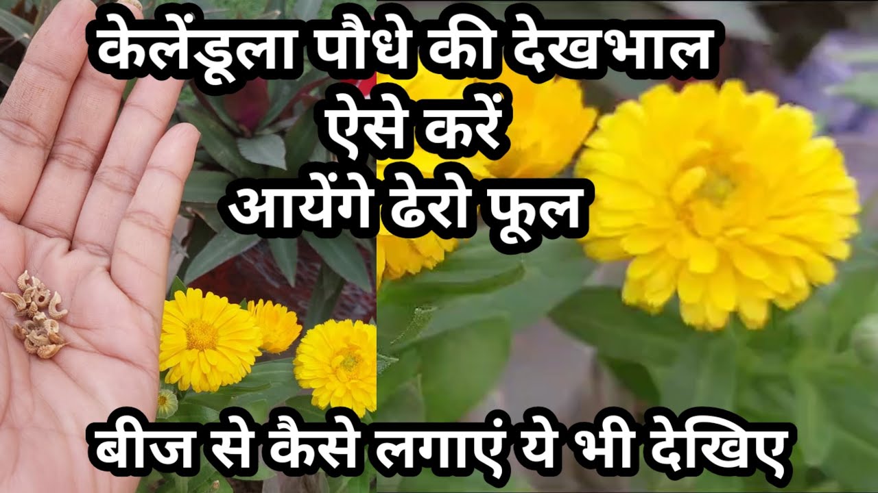 calendula plant care, best furtilijar for plant best way to grow ...