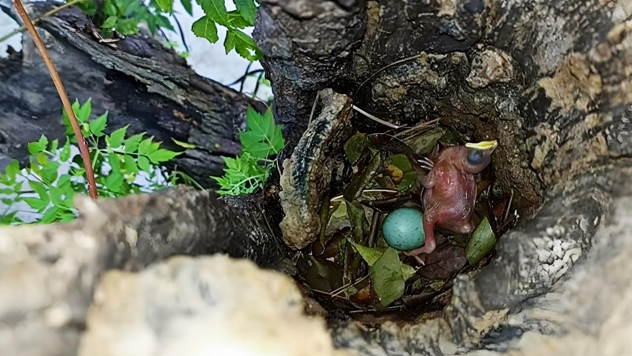 Myna Baby And One Egg | How Myna Bird Rise Her Baby Birds in Nest - YouTube