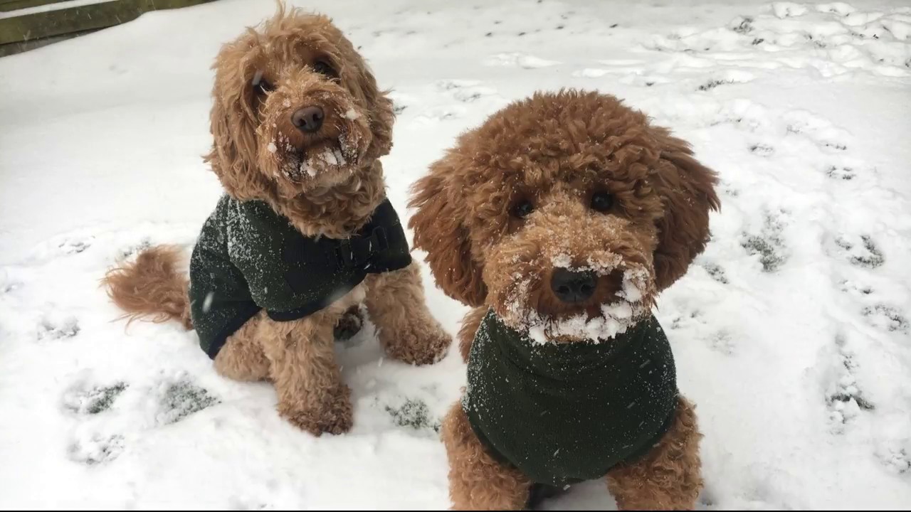 SNOW 2018 - Poppy Cockapoo & Mini Fizz - YouTube