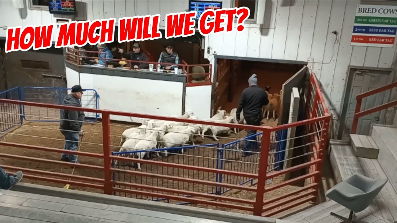 Selling Some Lambs at Midwest Sheep Auction! - YouTube