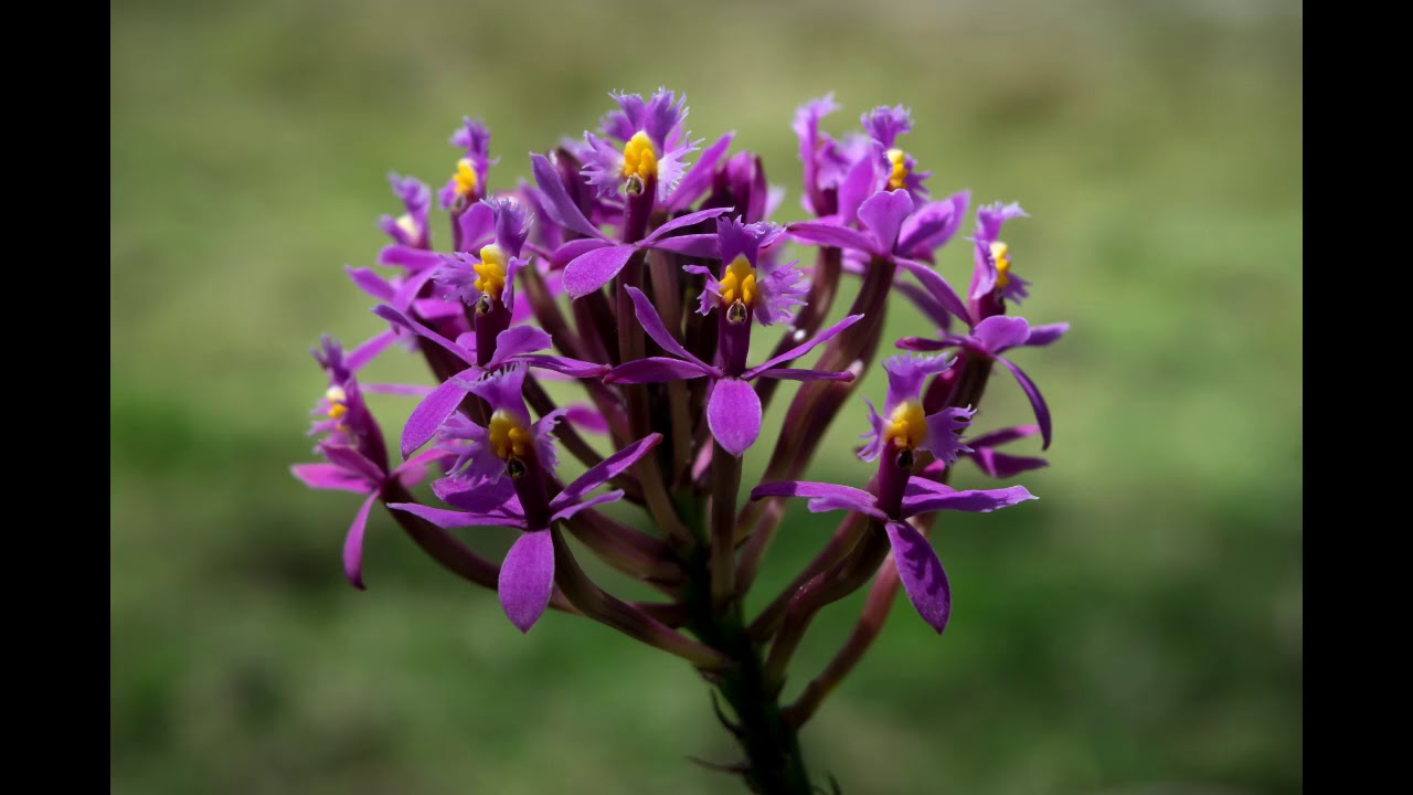 Junin Cundinamarca, un bello paraíso terrenal. - YouTube