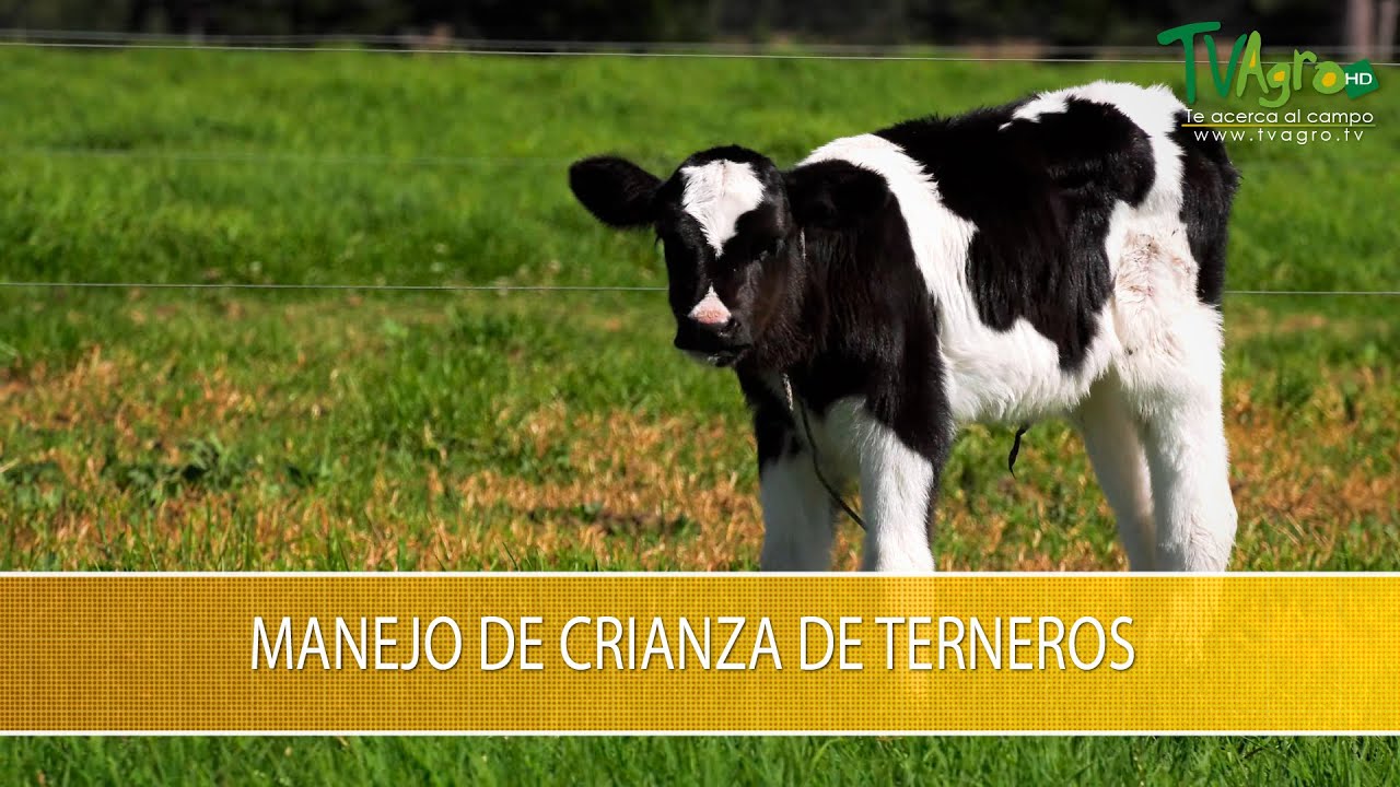 Manejo de Crianza de Terneros- TvAgro por Juan Gonzalo Angel Restrepo ...