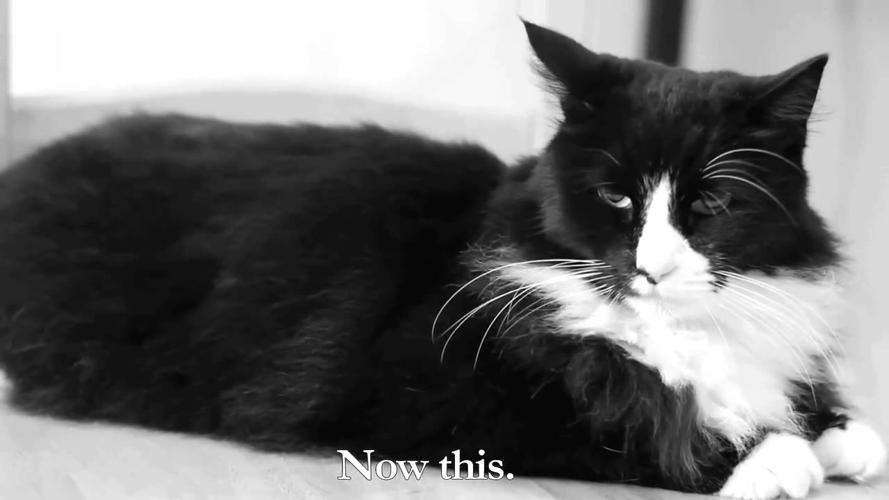 Henri the Cat - Henri 10 - Reigning Cat, and Dog - YouTube