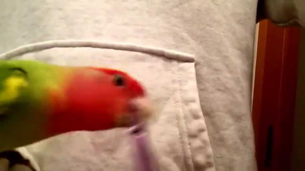 angry parakeet vs toothbrush interesting showdown - YouTube