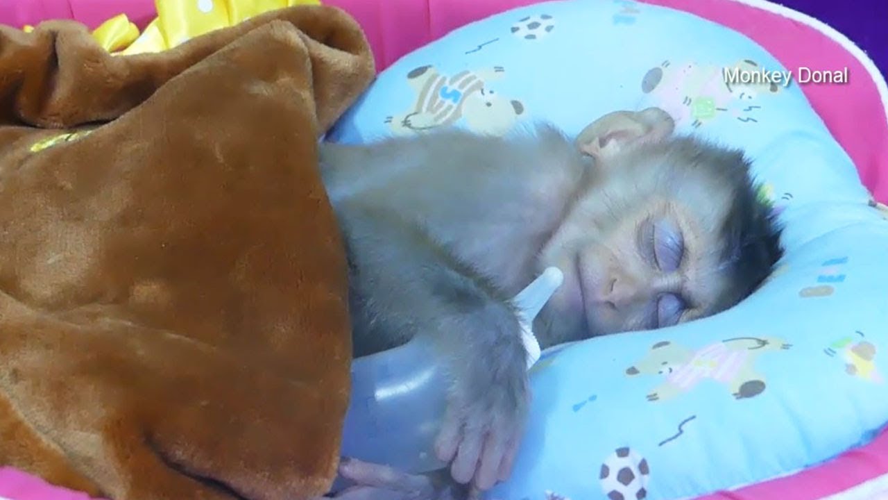 Baby Monkey Donal Sleep Well In Conformable Bed - YouTube