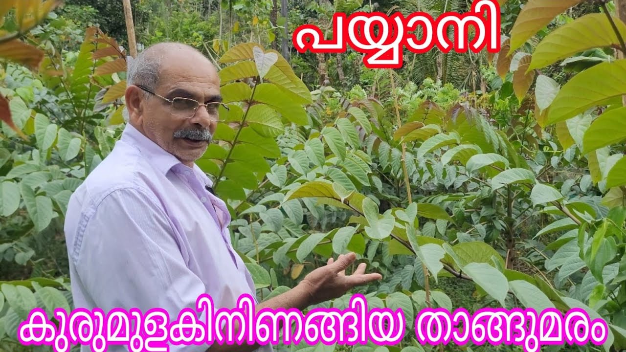 Payyani tree best for pepper Planting#Antony Muniyara Vlogs - YouTube