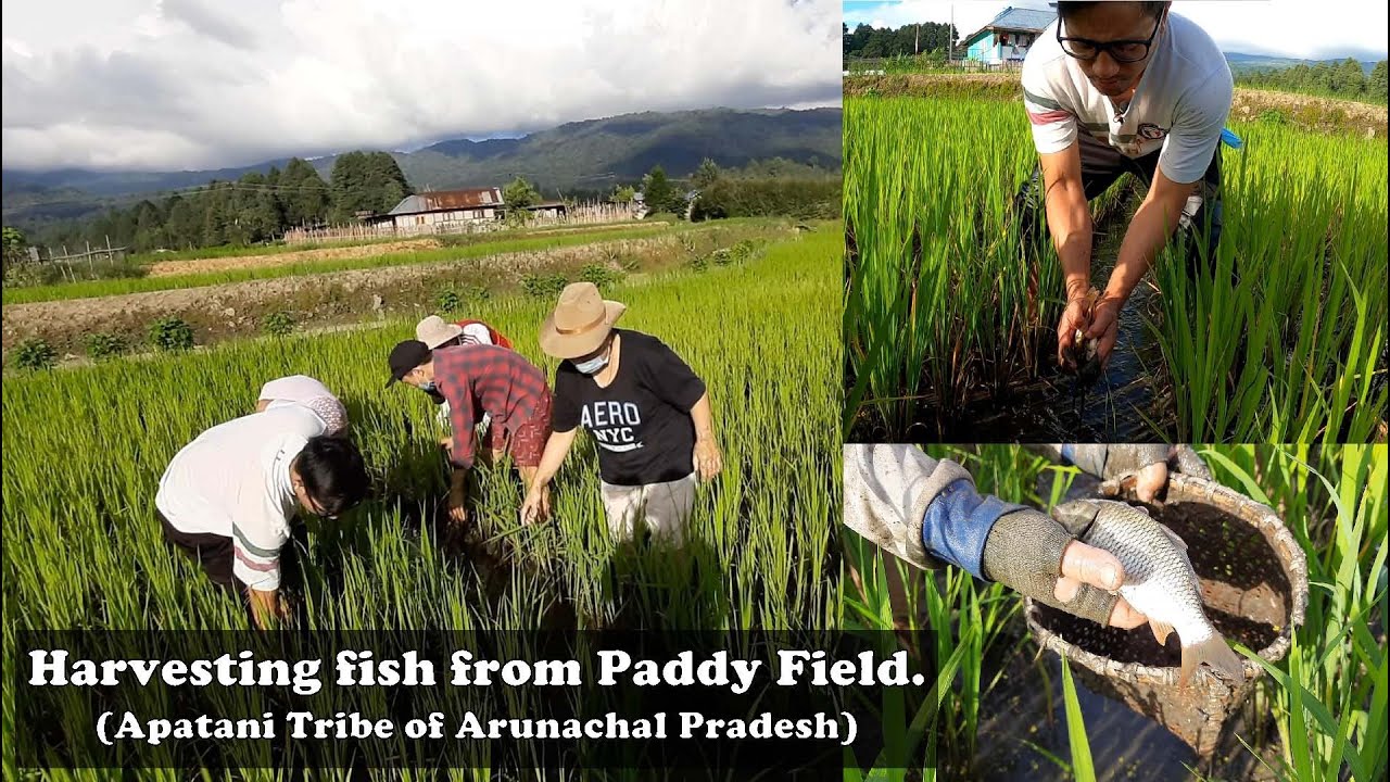 Ziro EP-04 | Harvesting fish from Paddy field | Paddy cum fish farming ...