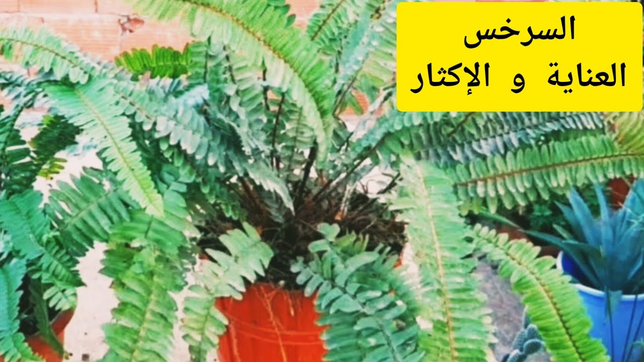 نبات السرخس كيفيةإكثاره و العناية به في المنزل ناجحة💯fern Care And Propagation Youtube