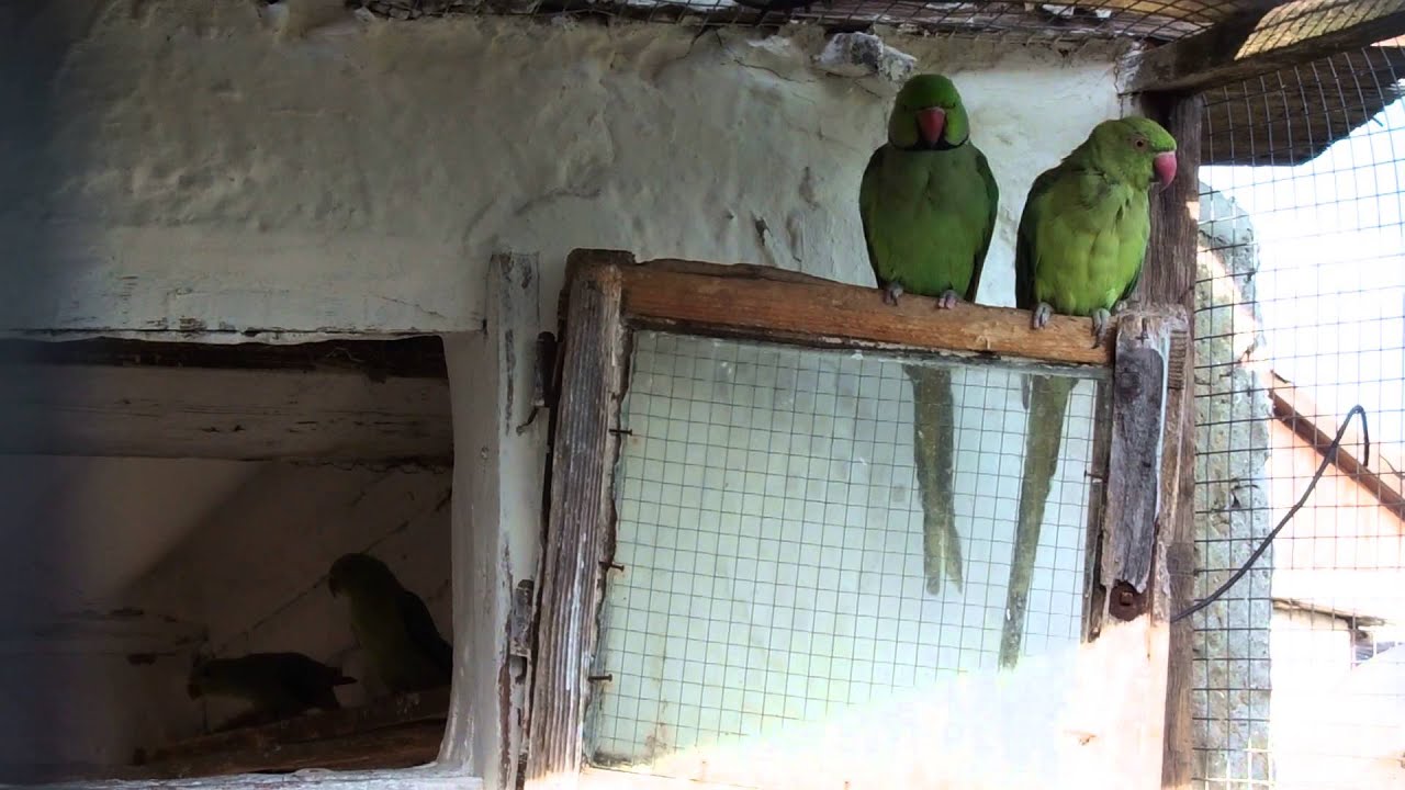 Alexander maly - YouTube