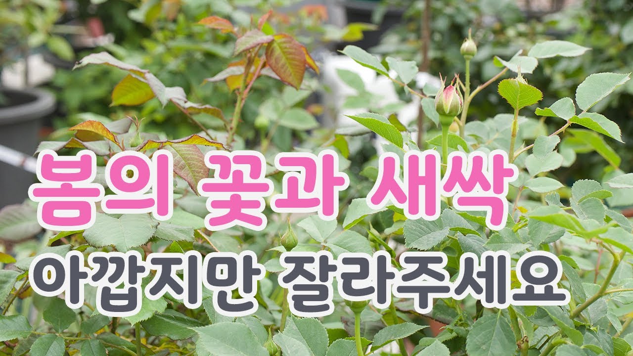 [치치의가드닝클래스] 장미의 어린 꽃봉오리와 새싹을 잘라요_Rose Nipping, Pinching, Flower ...