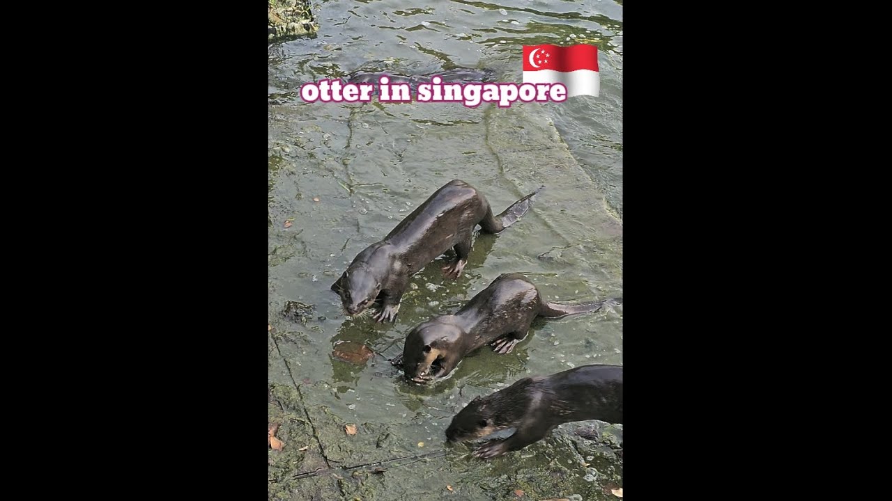 otter family in singapore - YouTube