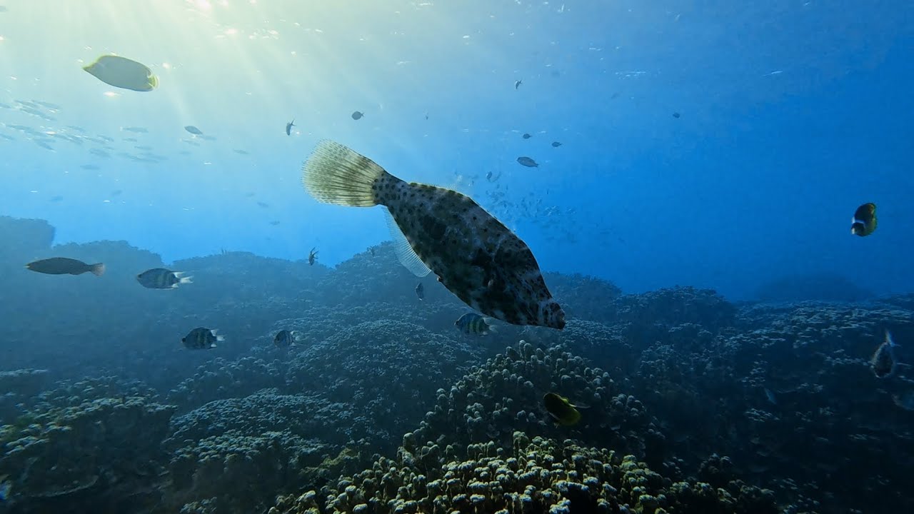 Guam's Finger Reef and Blue and White dive sites, 17 Jan 2025 - YouTube