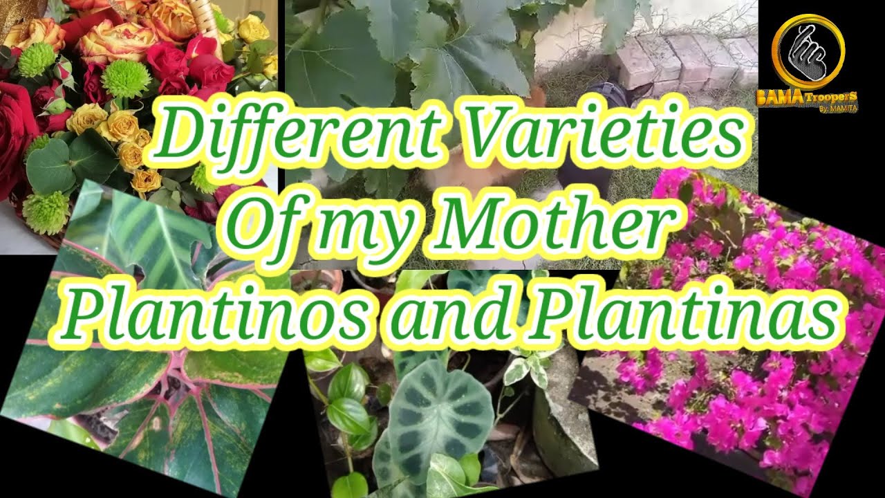 Different Varieties of my Mother Plantinos and Plantinos - YouTube
