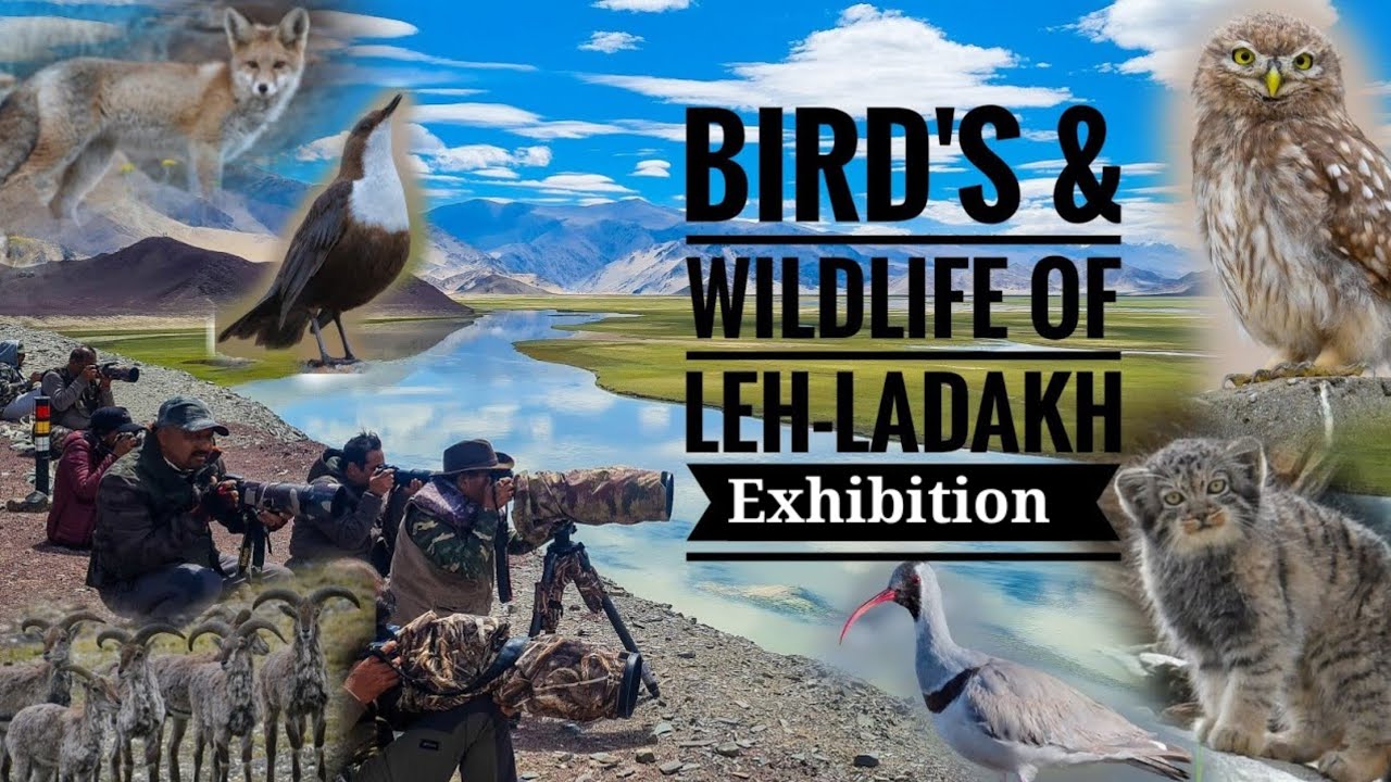 Exhibition on Birds and Mammals of Ladakh | Discover The Hidden ...