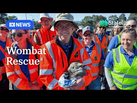 Wombat Rescue launches pilot program in the ACT to fight mange | ABC ...