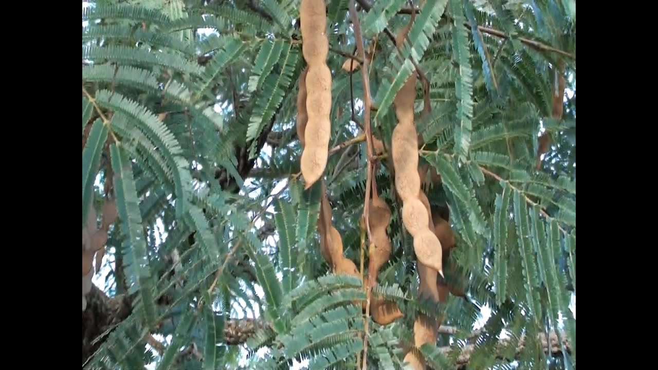 Angico Vermelho Para Que Serve - FDPLEARN