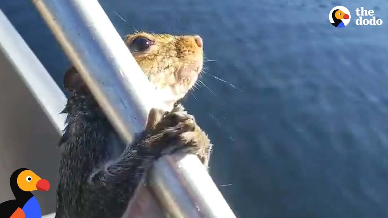 Guy Helps Squirrel Trying To Swim In Lake | The Dodo - YouTube