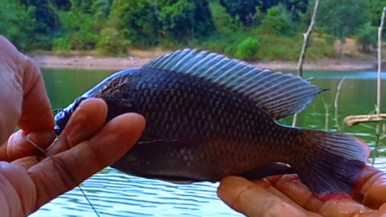 Mancing di sarang Ikan Nila. Fishing Fish Tilapia@jonespetualang - YouTube