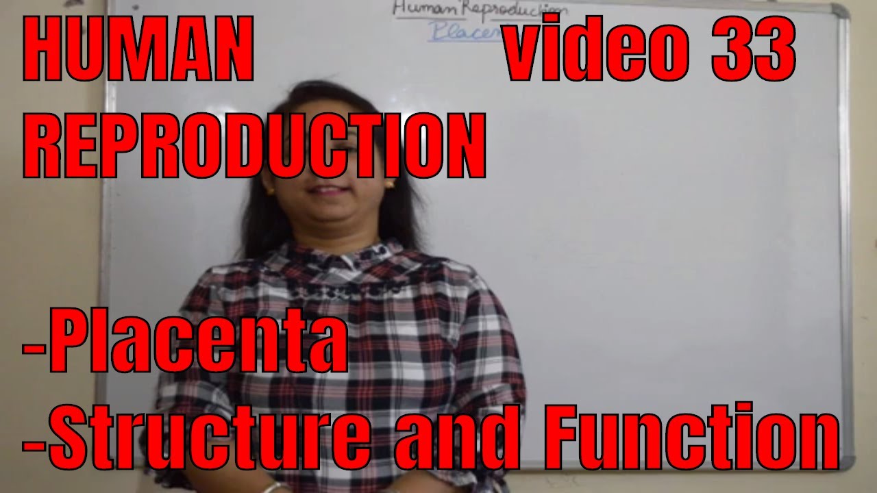HUMAN REPRODUCTION (Placenta structure and function) - YouTube