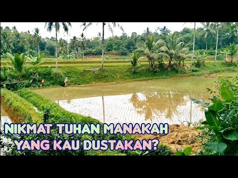 Jalan-jalan pagi di desa lihat pemandangan sawah sambil menyegarkan fikirian | hidup di desa