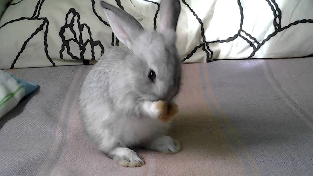My little rabbit - YouTube