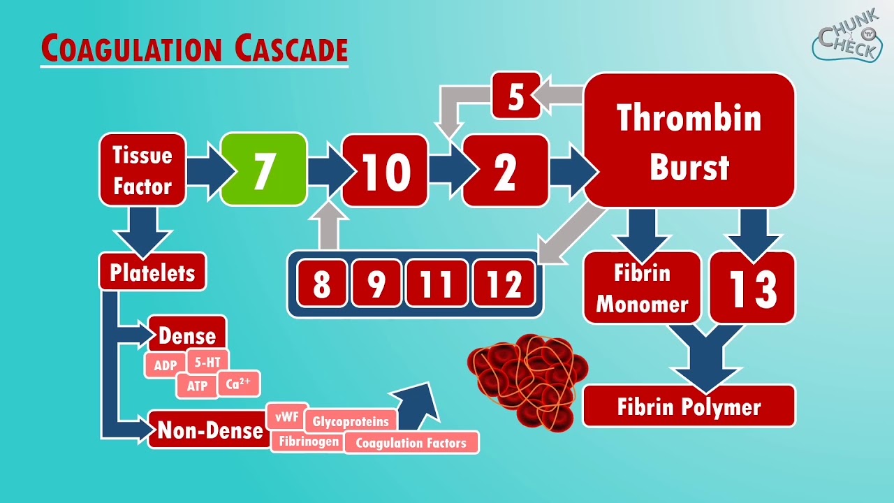 Blood Clotting - The Coagulation Cascade - YouTube