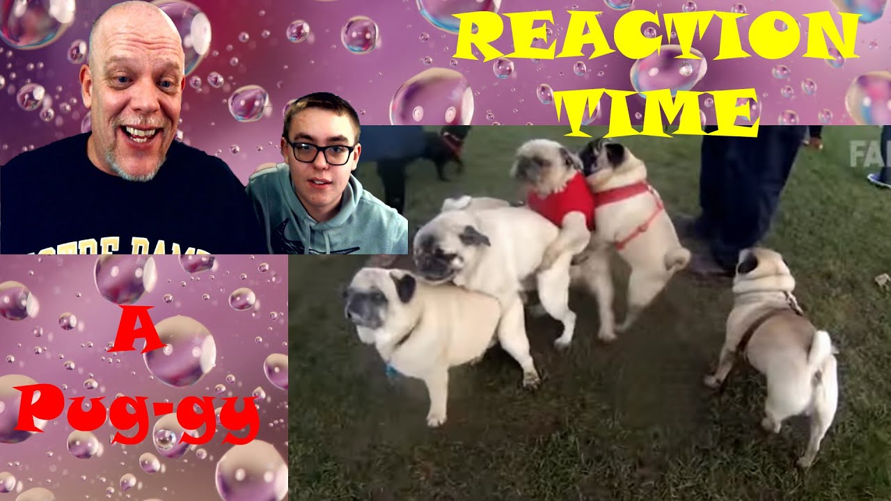 REACTION TIME | "Funniest Animal Fails" Features A Pile of Pug Lust ...
