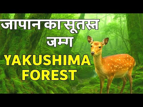 जापान का खूबसूरत जंगल | Yakushima Forest Japan | Deer, Monkeys & Nature ...