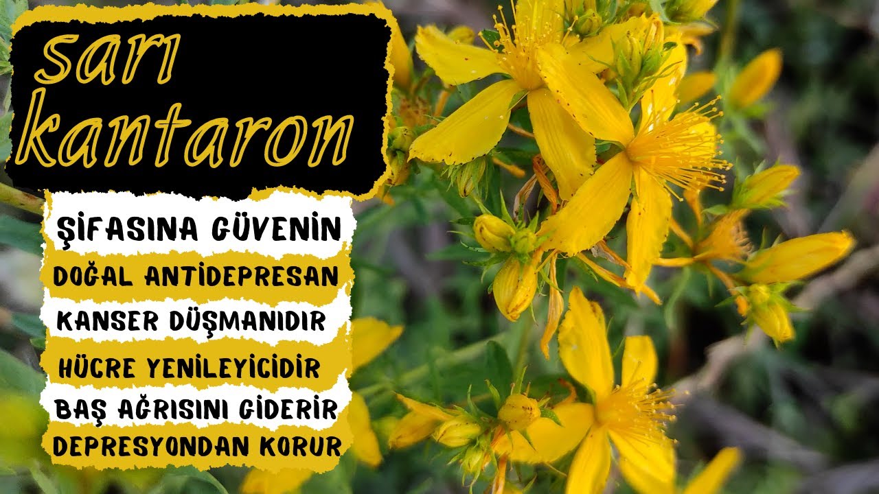 SARI KANTARON (Hypericum Perforatum) / En Önemli Faydası Nedir ...