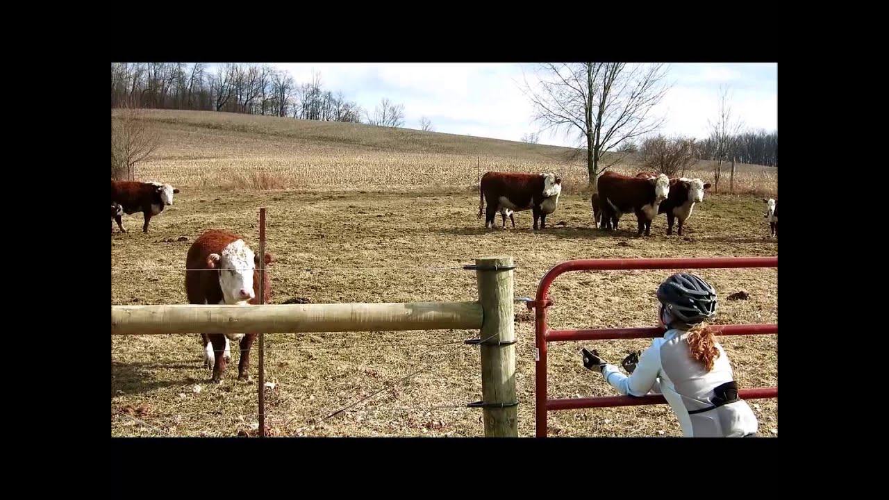 cattle calling - YouTube