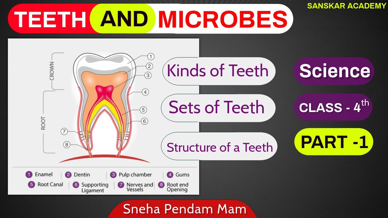 Teeth and Microbes | Science | Class 4th | Sanskar Academy - YouTube
