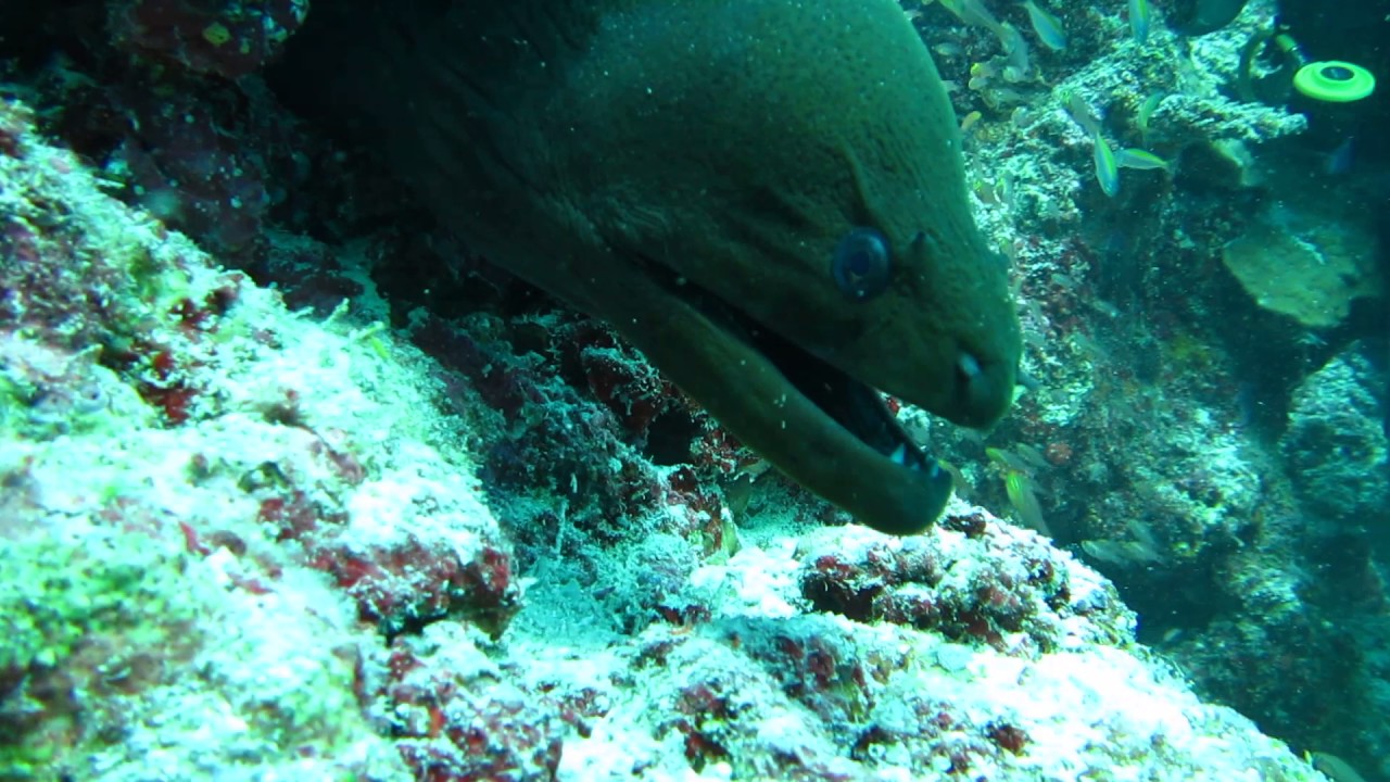 Moray Eel - Maldives - YouTube