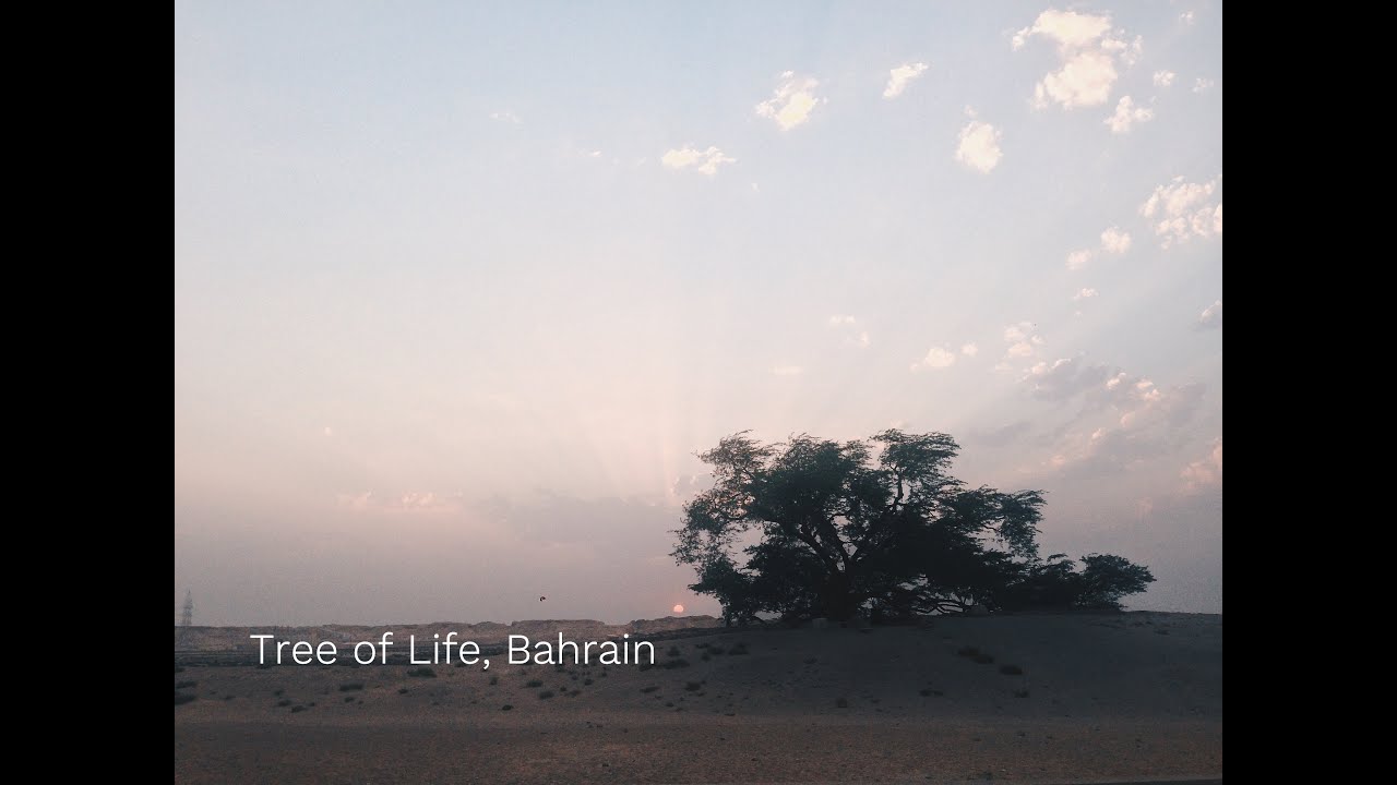 About that Tree of Life · Bahrain - YouTube