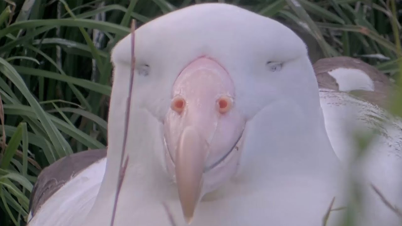 Tubenose Zoom! Up Close With Male Northern Royal Albatross | DOC ...