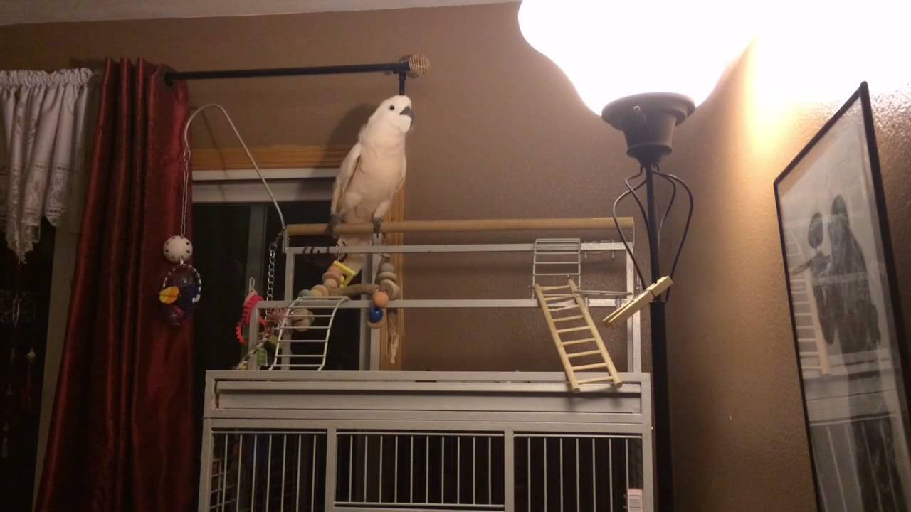 What is so funny Gotcha? Lol! - YouTube