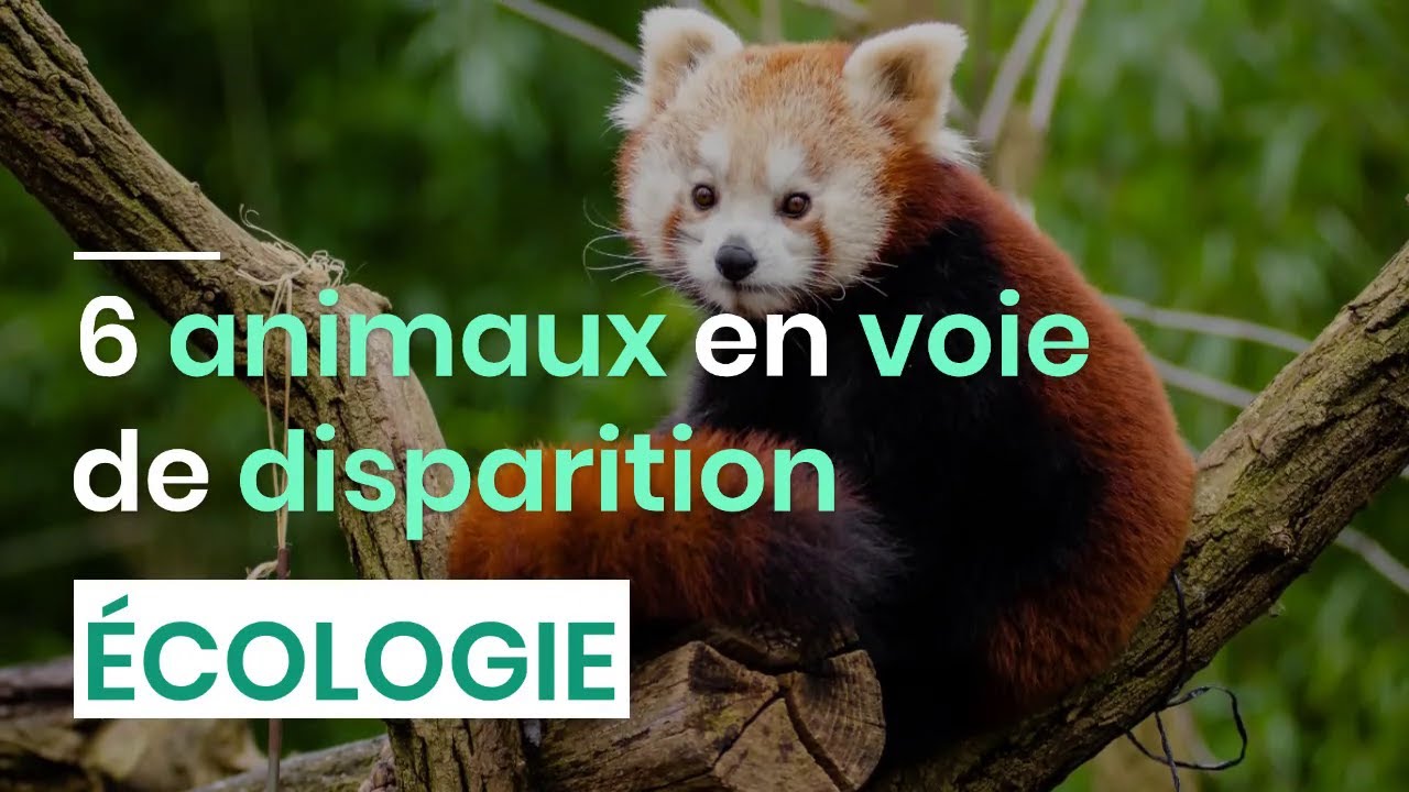 6 animaux en voie de disparition - YouTube